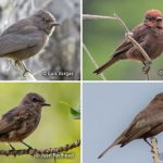 Bird Leucism - Avian Report