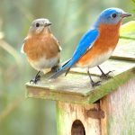 Do Eastern Bluebirds Migrate for the Winter? - Avian Report